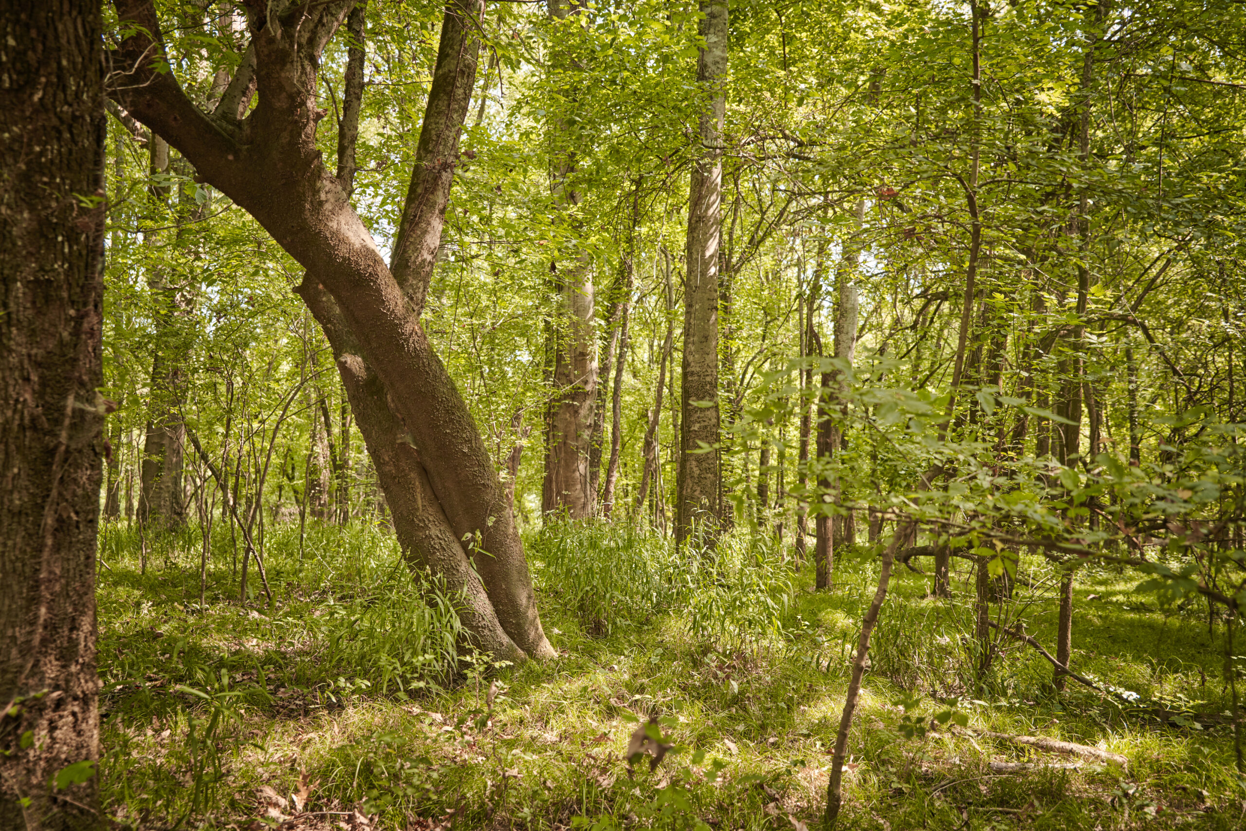 Getting The Most Out Of Your Land - Strong Lands